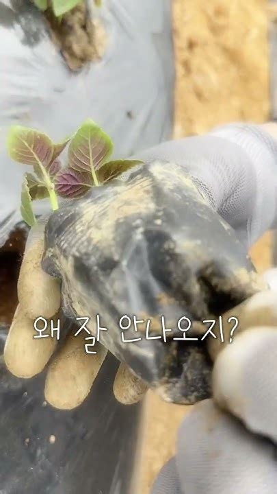깨 모종심기 주말농장 리틀포레스트 아기고양이 Gardening Youtube