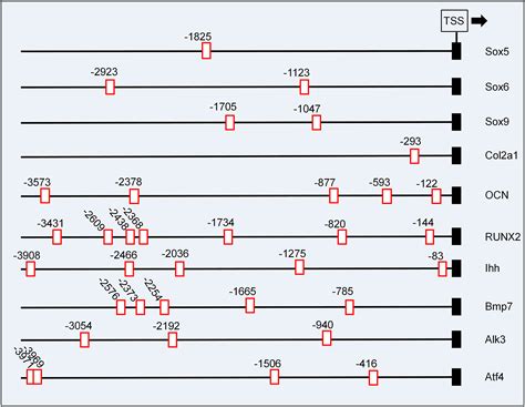 The Roles Of Runx In Skeletal Development And Osteoarthritis A Concise Review Heliyon