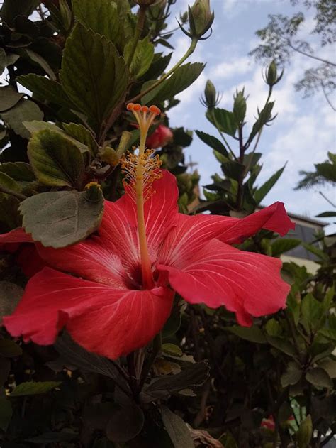La Belleza De Una Flor Cayena 🌺 The Beauty Of A Cayenne Flower In