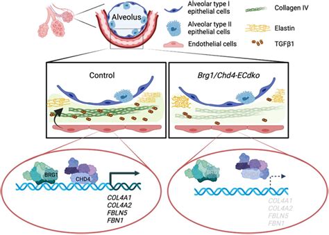Extracellular Matrix Components