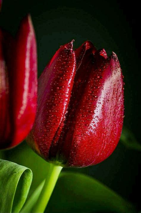 Pin De Trung Nghia Quan Em Tulips Tulipas Roxas Belas Fotos De