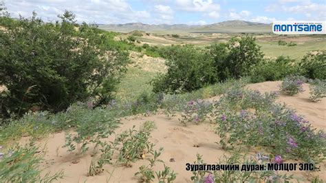 Зураглаачийн дуран МОЛЦОГ ЭЛС Youtube