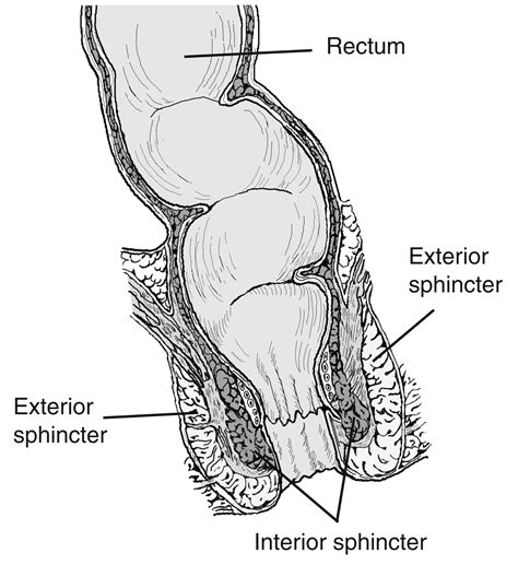 Human Anus Anatomy