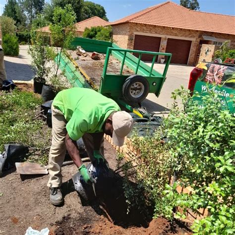 Melinis Repens Natal Grass Windy Willows