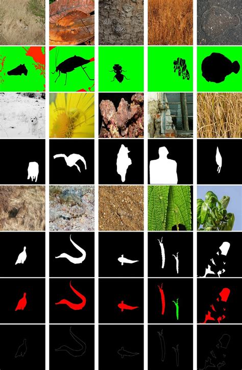 Illustrates Sample Images And Corresponding Ground Truth Annotations Of