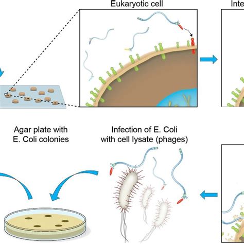 Schematic Selection For Internalization In A Basic Selection For