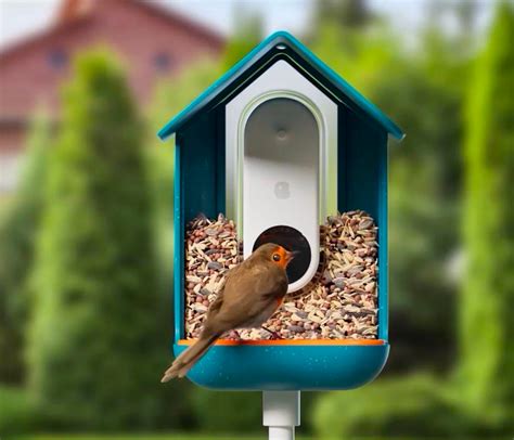 Introducing The Bird Buddy Ai Powered Bird Feeder