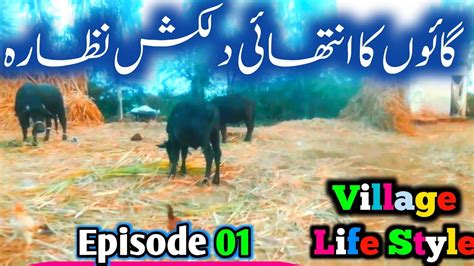 Village Life Style Village Vedeo Village Life Style Vedeo Youtube