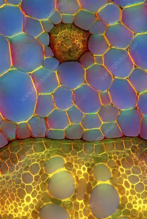 Fern Stem Light Micrograph Stock Image C026 2552 Science Photo Library