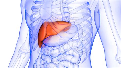 Hepatomegaly Symptoms Causes Diagnosis And Treatment