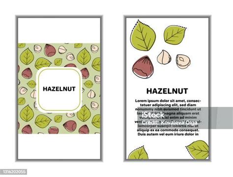 헤이즐넛 아몬드 피스타치오 캐슈 호두 땅콩 소나무 견과류 카드 배너 태그 패키지 너트 세트 흰색 배경에 격리 된 현대 벡터