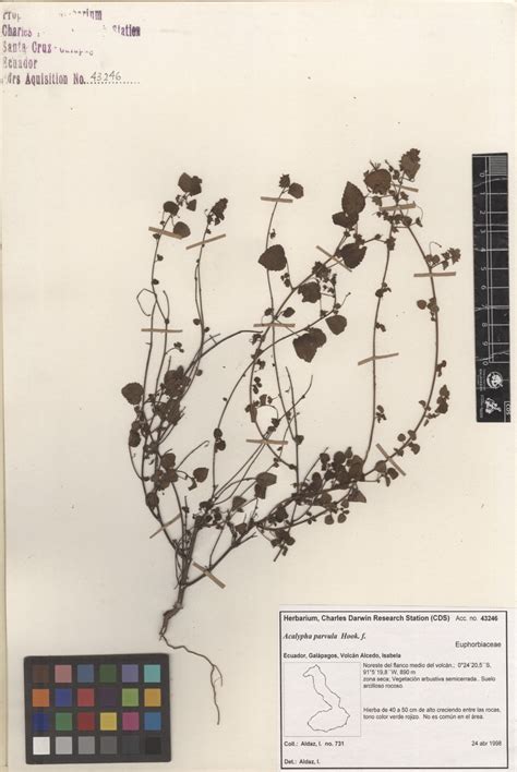 Acalypha Parvula