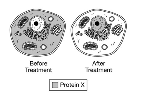 Ap Bio Final Flashcards Quizlet