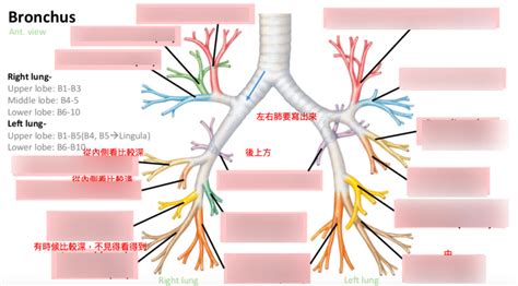 圖表·left Bronchus Quizlet