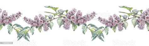 흰색 배경에 고립 된 원활한 국경 수채화 라일락 봄 손으로 그린 보라색 꽃 녹색 잎 결혼식 축하 카드 벽지 스케치북을 포장하기위한 식물 여름 예술 개화기에 대한 스톡 벡터