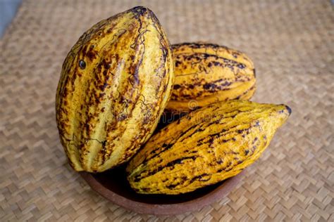 Close-up of Three Whole Cacao Fruit, Yellow Fresh Cacao Beans ...