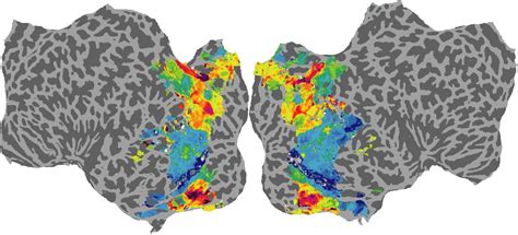 Brain Dissection Fmri Trained Networks Reveal Spatial Selectivity In The Processing Of Natural