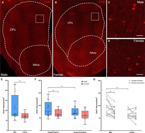Sex Differences In The Distribution And Density Of Regulatory Interneurons In The Striatum Pmc
