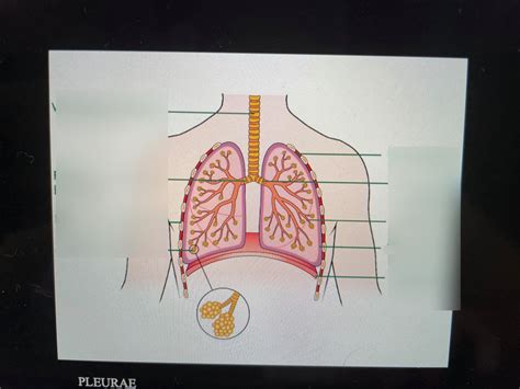 Lungs Diagram Quizlet