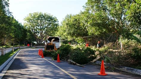 Tree Safety The Forestry Group