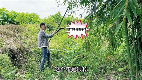 男一号来砍竹子给百香果搭架子还好有冬哥来帮忙还去看了玉米 YouTube