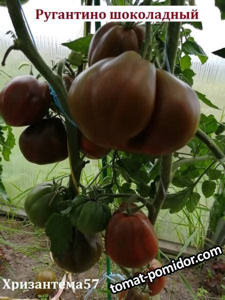 Ругантино шоколадный.jpg - Альбомы - tomat-pomidor.com
