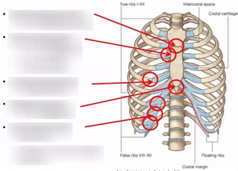 Manubriosternal Joint