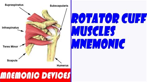 Rotator Cuff Muscles Mnemonics Anatomy Youtube