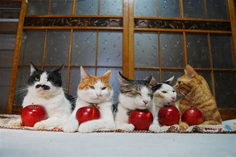 スターキング りんご のせ猫 かご猫 Blog