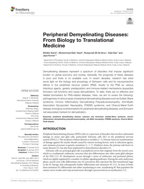 Pdf Peripheral Demyelinating Diseases From Biology To Translational