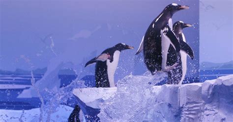 Same Sex Penguin Couple To Raise Genderless Chick Sa People