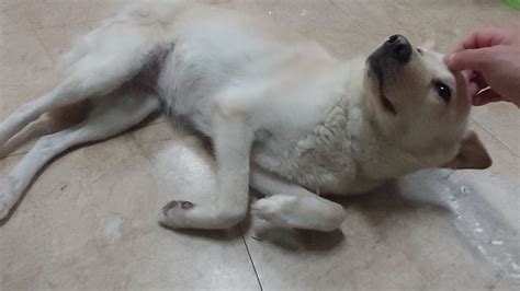 자다가 일어나서 정신 못 차리는 공장 진돗개를 쓰다듬어 주니 아주 그냥 제 손길에 녹아내린다 ㅣ 언제나 만져줘도 그리운 사람의 손길 Youtube