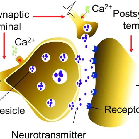 The Structure Of Biological Synapses The Input Of Presynaptic Signals Download Scientific