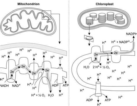 Ap Biology Practice Test 34