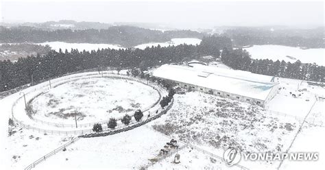 눈 내린 제주 중산간 목장