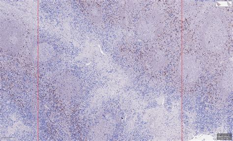 cellpose extension in qupath cannot get deconvolution and