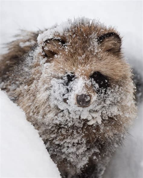 Япон гэрэл зурагчны ХАЙР татам 10 зураг