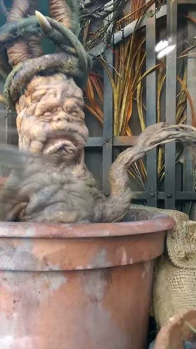 哈利波特 魔蘋果 曼德拉草 Youtube