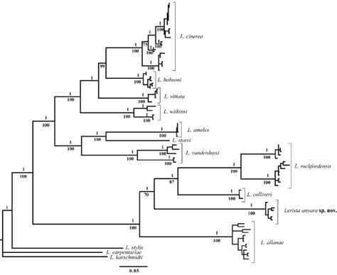 maximum likelihood tree based on the full concatenated dataset clade