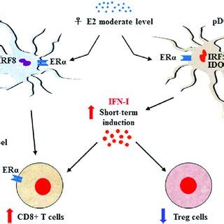 Sex Biased Regulation Of T Cell Response Through E Induced IFN Type Download Scientific