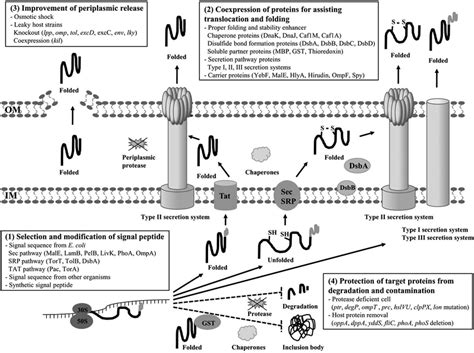 Secretory Production Of Recombinant Proteins In Escherichia Coli Pdf Download Available