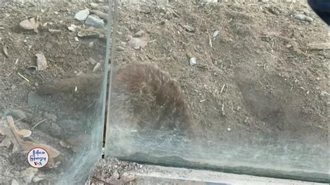 ဗွီအိုအေ တနင်္ဂနွေမဂ္ဂဇင်း နိုဝင်ဘာ ၁၀ ရက်၊ ၂၀၂၄ Youtube