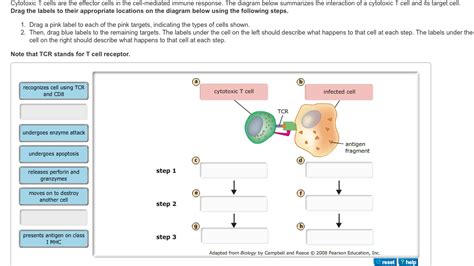 Solved Cytotoxic T Cells Are The Effector Cells In The Ce Chegg