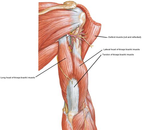 Triceps Brachii Diagram Quizlet