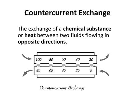 PPT Countercurrent Exchange And Gas Exchange PowerPoint Presentation ID