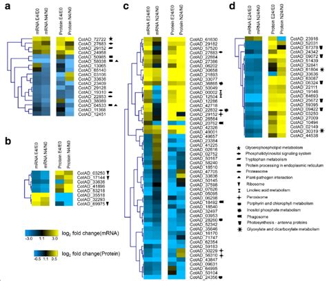 Hierarchical Clustering Analysis Of Mrna Seq And Proteomic Data Based