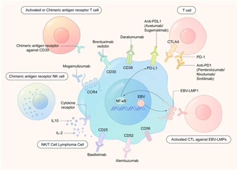 Advances And Challenges Of Immunotherapies In NK T Cell Lymphomas IScience