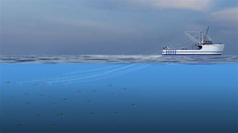 Pacific Halibut Halibut Seafood Recommendation Seafood Watch