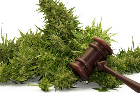 Cannabis Clone Legality In South Africa 2026 Juicy Clones