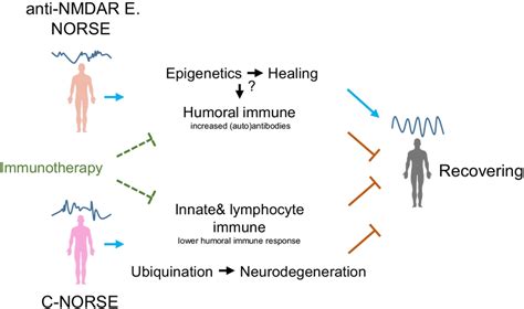 A Hypothesis Model Of Anti Nmdar Encephalitis Norse And C Norse Download Scientific Diagram